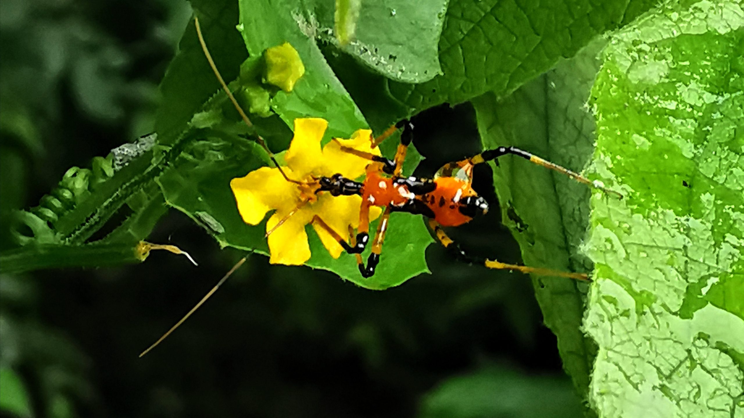 welcome willkommen bienvenue bienvenido - Welcome
