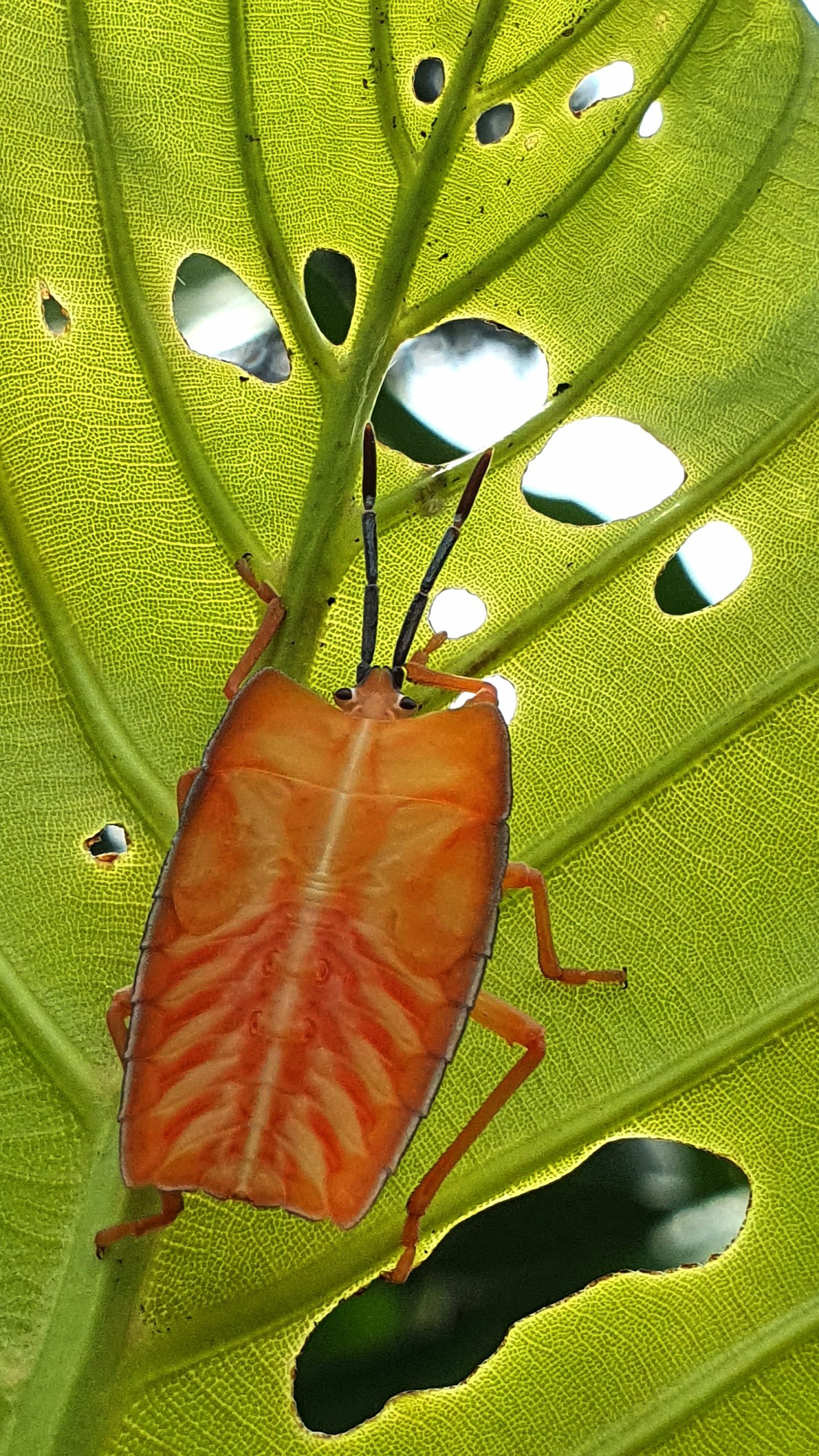 welcome willkommen bienvenue bienvenido - Welcome