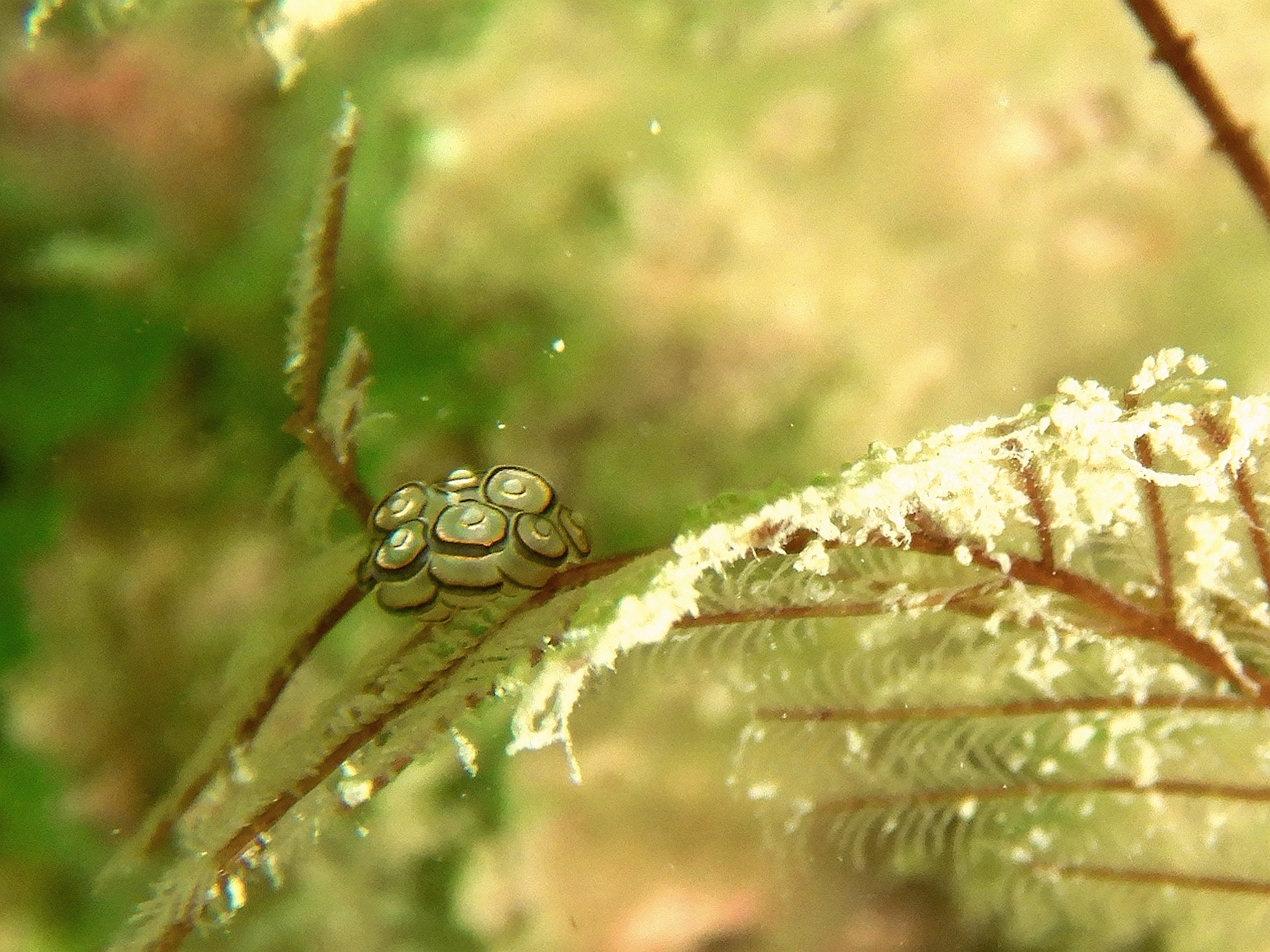 Doto greenamyeri - Limaciform! - Welcome