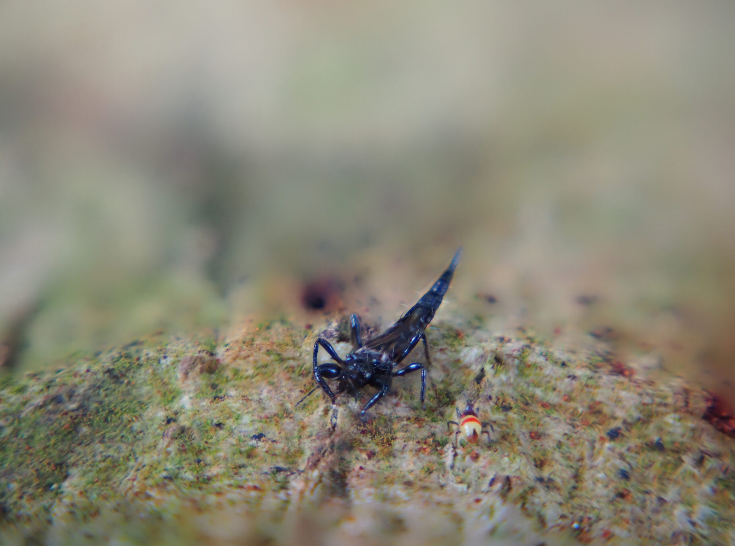 Dinothrips sp. - Thunder, thunder, thunderbugs! - Welcome