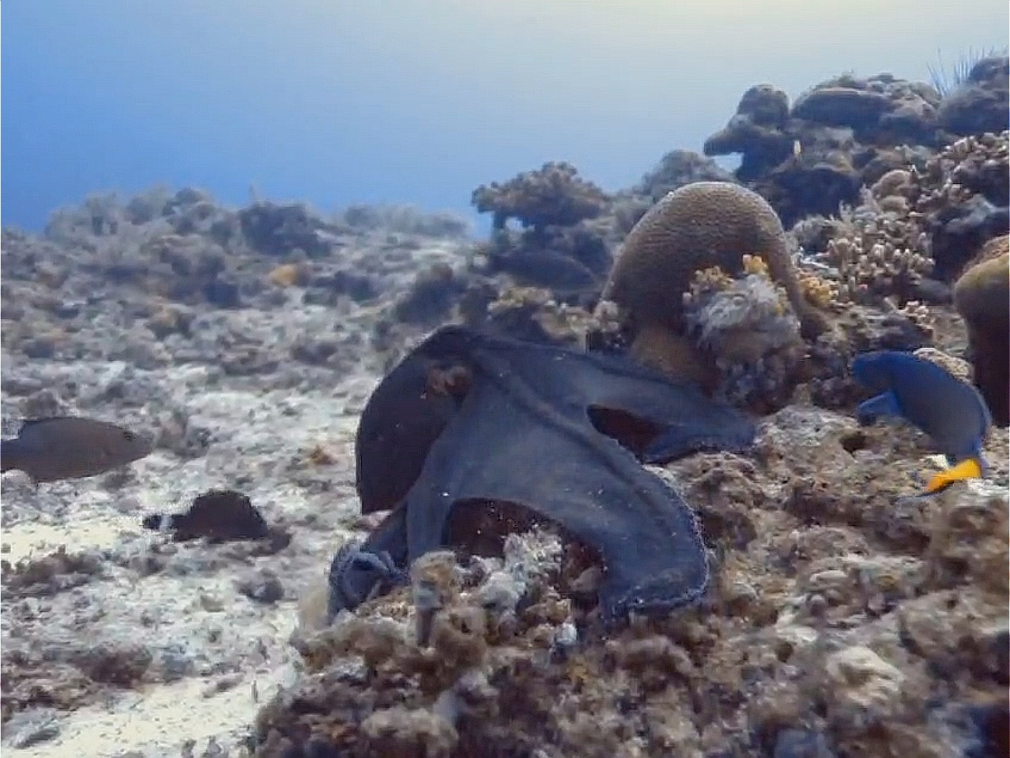 Octopus cyanea - Smith-Lemli-Opitz syndrome - Welcome